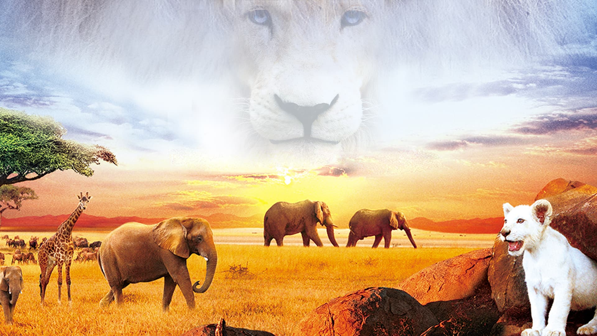 Watch White Lion (2010) - Free Movies | Tubi