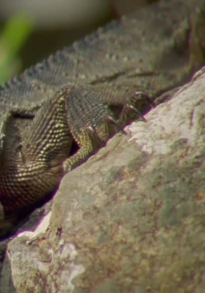 Watch Australia’s Deadly Monsters S01:E03 - Stone Cold Killers - Free ...