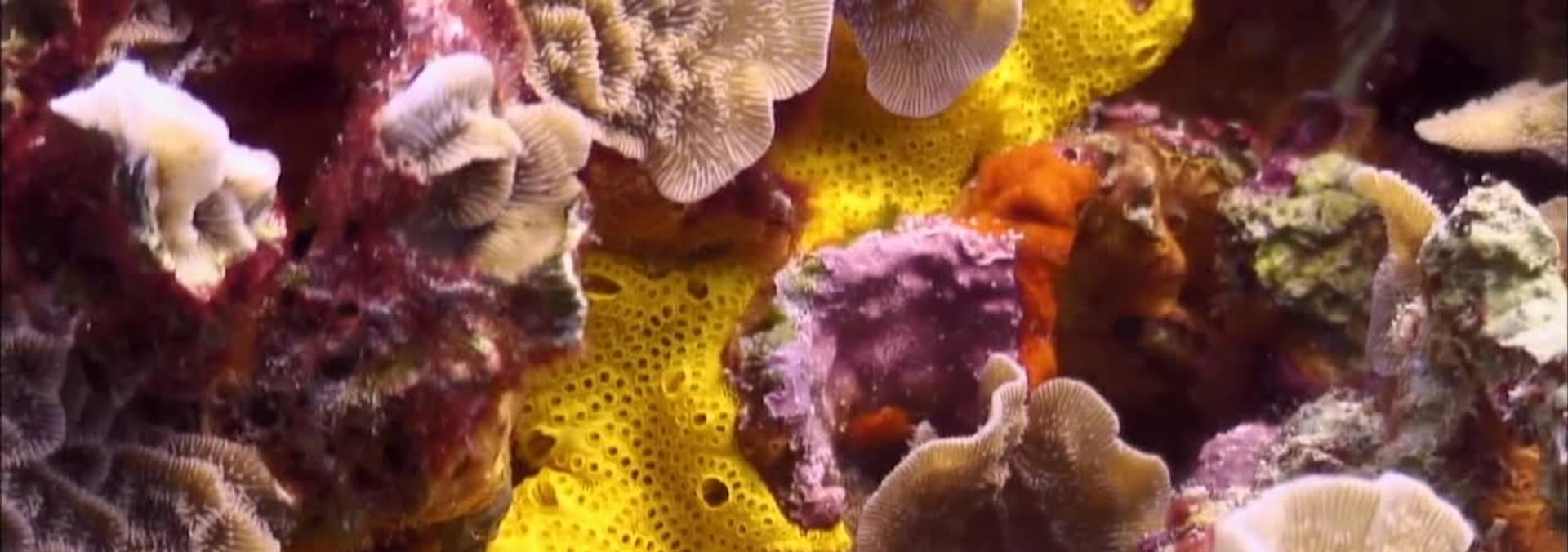 Watch Water Life S01:E21 - The Underwater City - Free TV Shows | Tubi