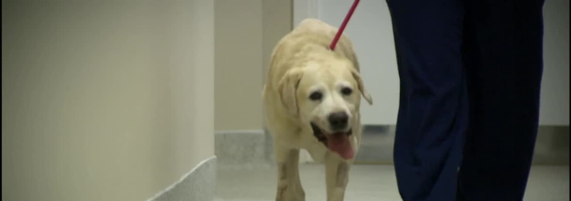 Watch The Bionic Vet S01:E01 - Episode 1 - Free TV Shows | Tubi