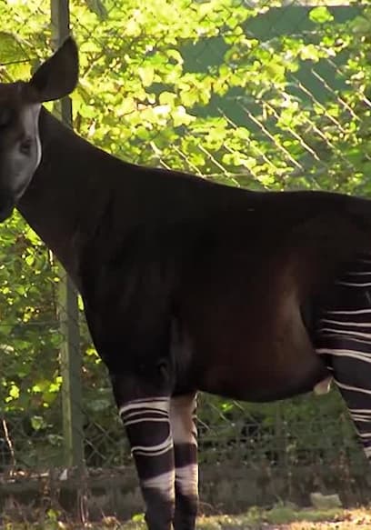 Watch The Zoo S06:E08 - Episode 8 - Free TV Shows | Tubi