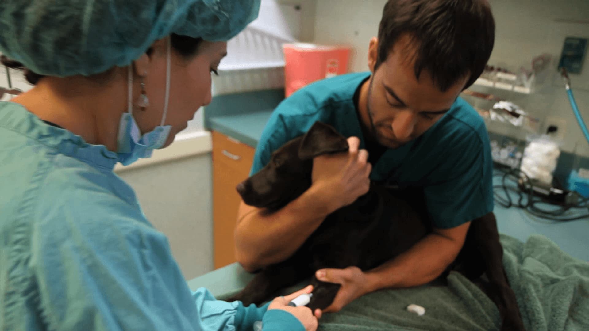 Watch Rescue Vet - Free TV Shows | Tubi