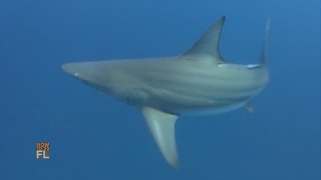 Watch How to Do Florida S03:E01 - How to Do Land-Based Shark Fishing ...