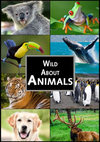 Watch Wild About Animals - Free TV Shows | Tubi