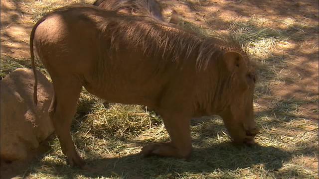 Watch Animal Atlas - Free TV Shows | Tubi