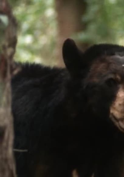 Watch Wild America S01:E107 - Swamp Bear (Pt. 1) - Free TV Shows | Tubi