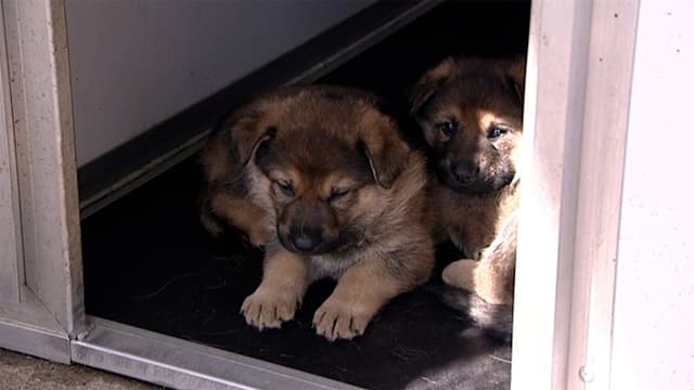 Watch Send in the Dogs - Free TV Shows | Tubi