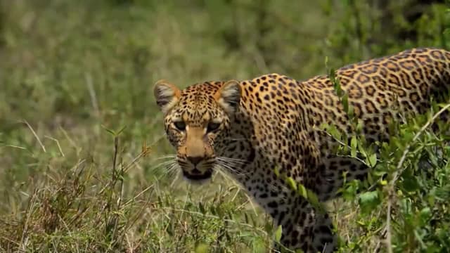 Watch Diaries S01:E04 - Rwandan Women Mean Business - Free TV Shows | Tubi