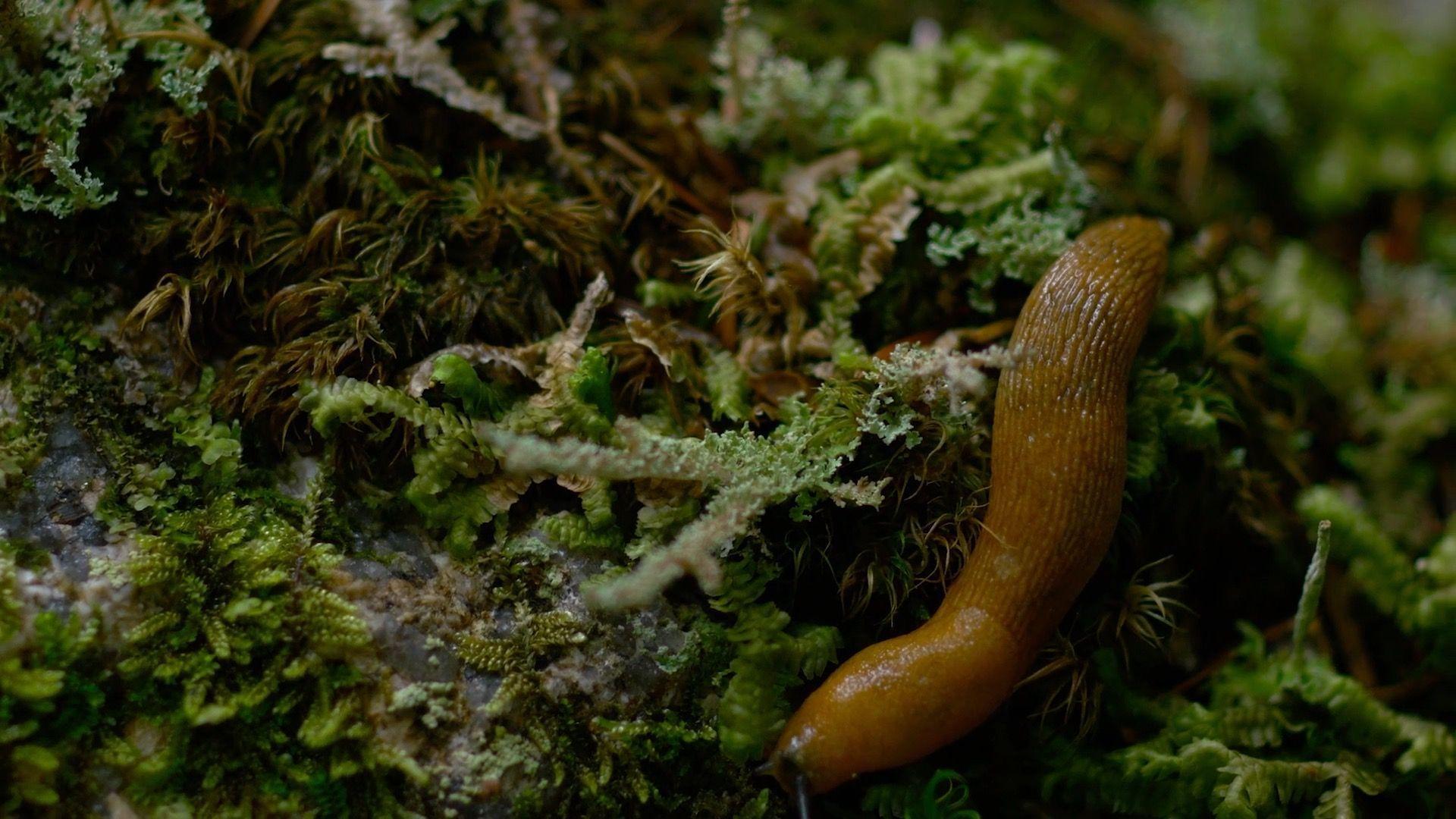 Watch Big Picture Earth: Natural Sound - Free TV Shows | Tubi