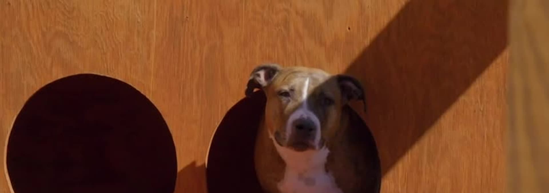 Watch Animal Cribs S01:E08 - Ultimate Builds - Free TV Shows | Tubi