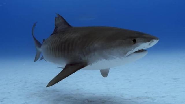 Watch World of Oceans S01:E04 - Sharks - Free TV Shows | Tubi