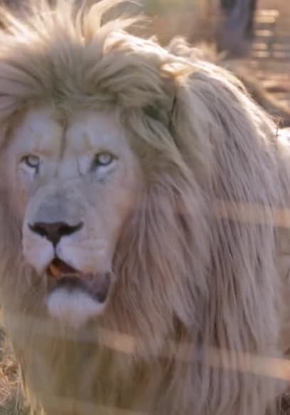 Watch The Lion Queen S02:E05 - Isibindi: Courage - Free TV Shows | Tubi