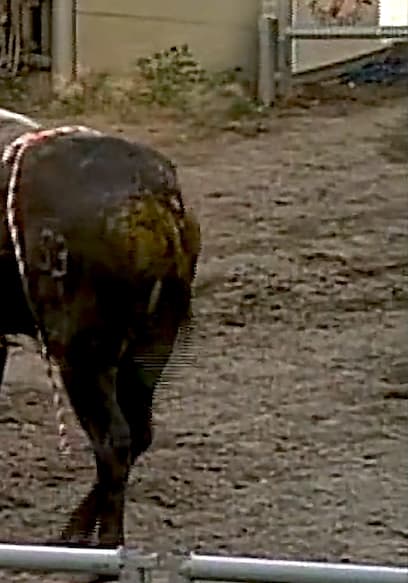 Watch Bull Riders' Showdown S01:E02 - Mile-Hi Bull Riders' Showdown ...