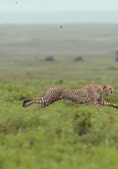 Watch Age of Big Cats S01:E01 - Origins - Free TV Shows | Tubi