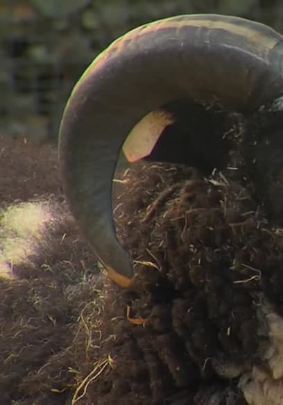 Watch The Zoo S01:E04 - Episode 4 - Free TV Shows | Tubi