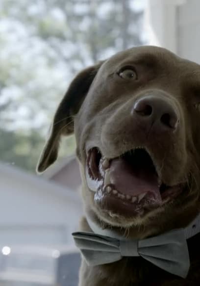 Watch Animal Cribs S01:E05 - Football Pup Palace - Free TV Shows | Tubi