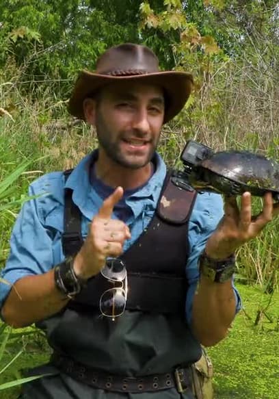 Watch Brave Wilderness S06:E09 - Turtle Rescue Missi - Free TV Shows | Tubi