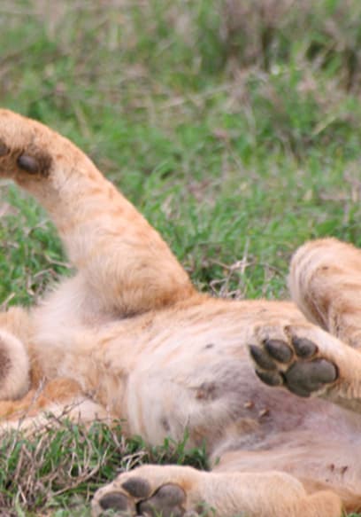 Watch Beautiful Serengeti S01:E06 - Blood Kin - Free TV Shows | Tubi