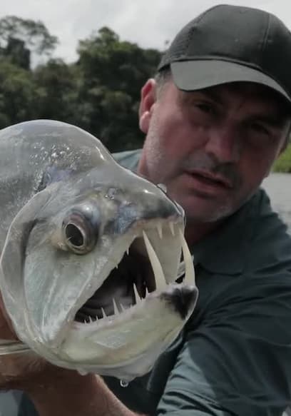 Watch Chasing Monsters S03:E06 - Jungle Brawler - Free TV Shows | Tubi