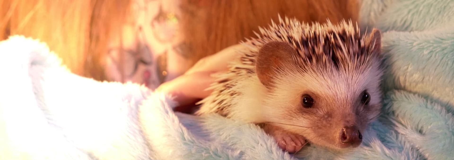 Watch Andy the Talking Hedgehog (2019) - Free Movies | Tubi