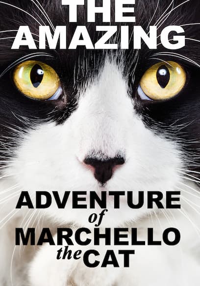 Watch The Amazing Adventure of Marchello the Cat (2008 - Free Movies | Tubi