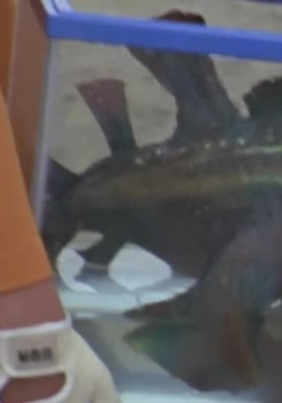 Watch Ultraman 80 S01:E34 - Ultraman 80: S1 E34 - I Caught a Weird Fish ...