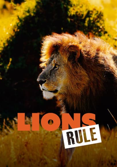 Watch Lions Rule (2020) - Free Movies | Tubi