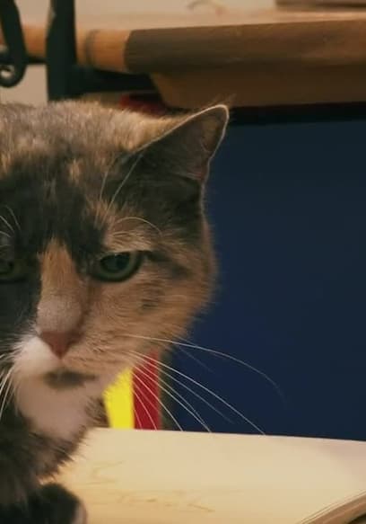 Watch My Cat from Hell S02:E06 - Spitting Mad - Free TV Shows | Tubi