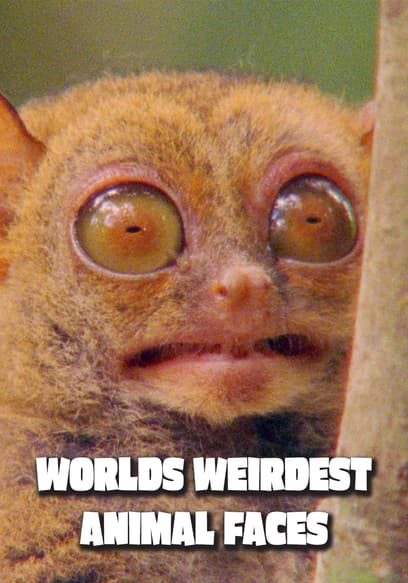 Watch World's Weirdest Animal Faces - Free TV Shows | Tubi Watch World's Weirdest Animal Faces - Free TV Shows | Tubi