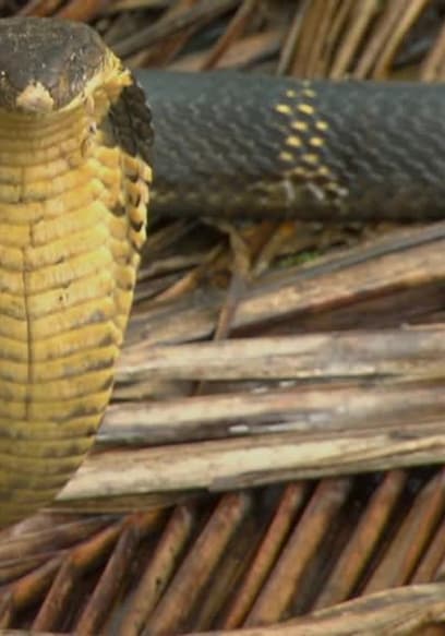 Watch Asia's Deadliest Snakes S01:E01 - Asia's Deadliest Snakes - Free ...