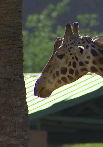 Watch Animal Atlas S04:E11 - Variety Show!: The Grea - Free TV Shows | Tubi