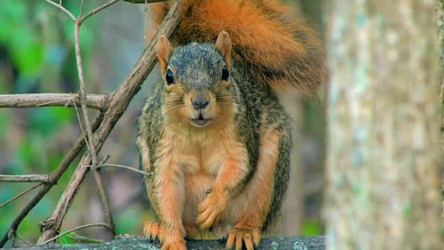 Watch How Do Animals Do That? S01:E08 - Space Bugs, Squirrel Mind Maps ...