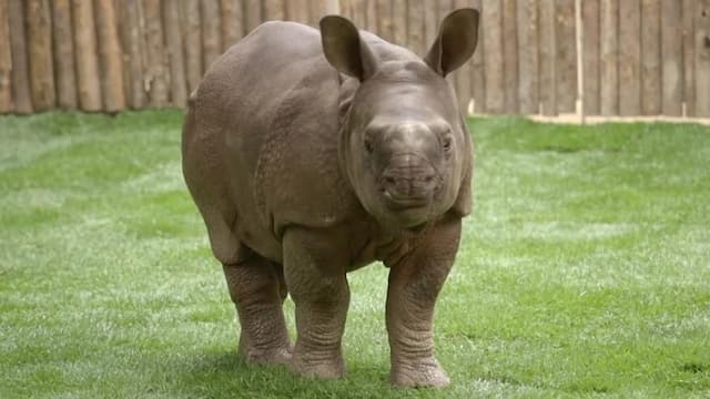 Watch Wild World at the San Diego Zoo S01:E01 - Episode 1 - Free TV ...