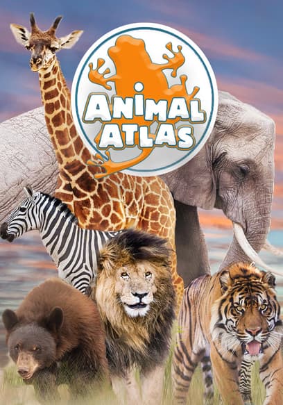 Watch Animal Atlas Season 4 - Free TV Shows | Tubi