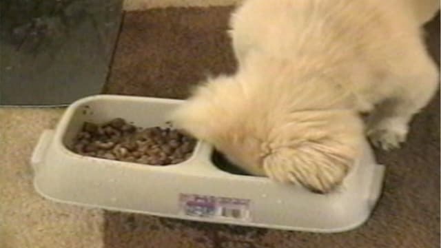 Watch Life's Funniest Moments S01:E06 - Oreo Eating Contest - Free TV ...