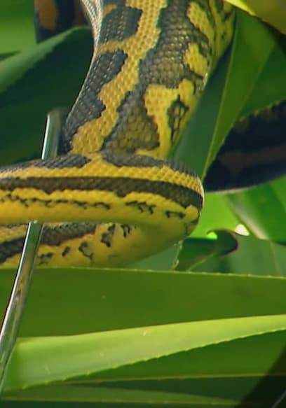 Watch Snake Boss S01:E01 - Episode 1 - Free TV Shows | Tubi