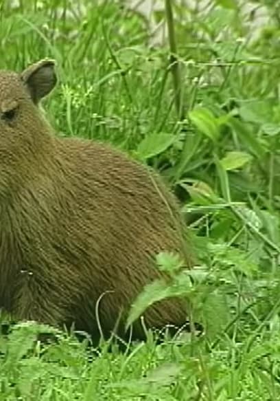 Watch The Giant Capybara Trailer 1995 Free Movies Tubi 