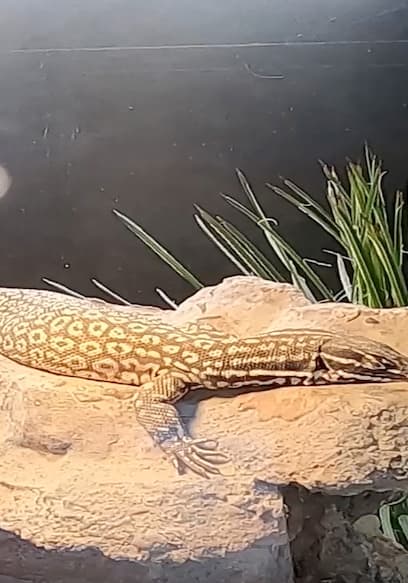 Watch Amazing Animals with Cowboy Jack S01:E06 - Exotic Animals - Free ...