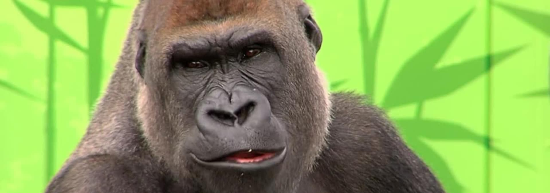 Watch The Zoo S02:E01 - Episode 1 - Free TV Shows | Tubi