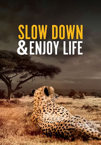 Watch Slow Down & Enjoy Life (2020) - Free Movies | Tubi