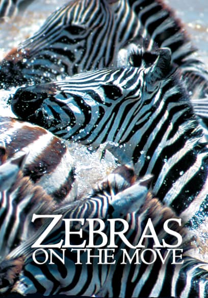 Watch Zebras on the Move (2013) - Free Movies | Tubi