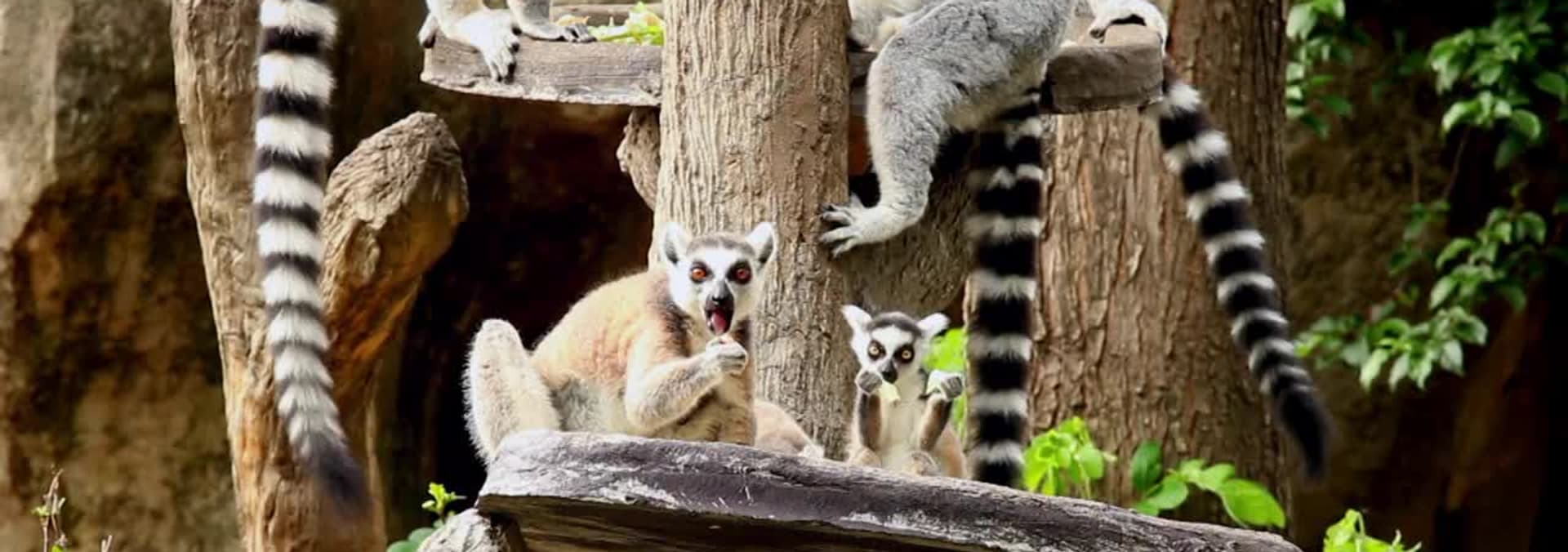 Watch Baby Animals in Our World S01:E03 - Zoo Babies - Free TV Shows | Tubi