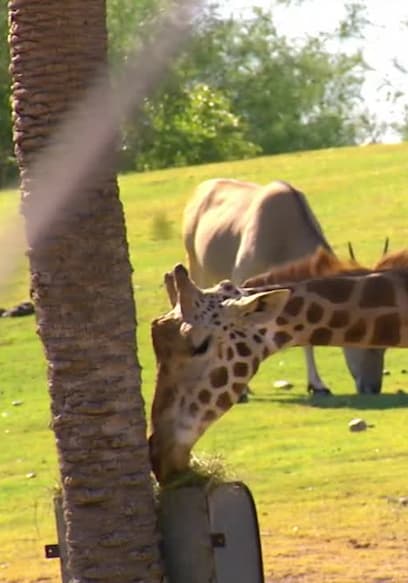 Watch Animal Atlas S03:E06 - Nine Giraffes - Free TV Shows | Tubi