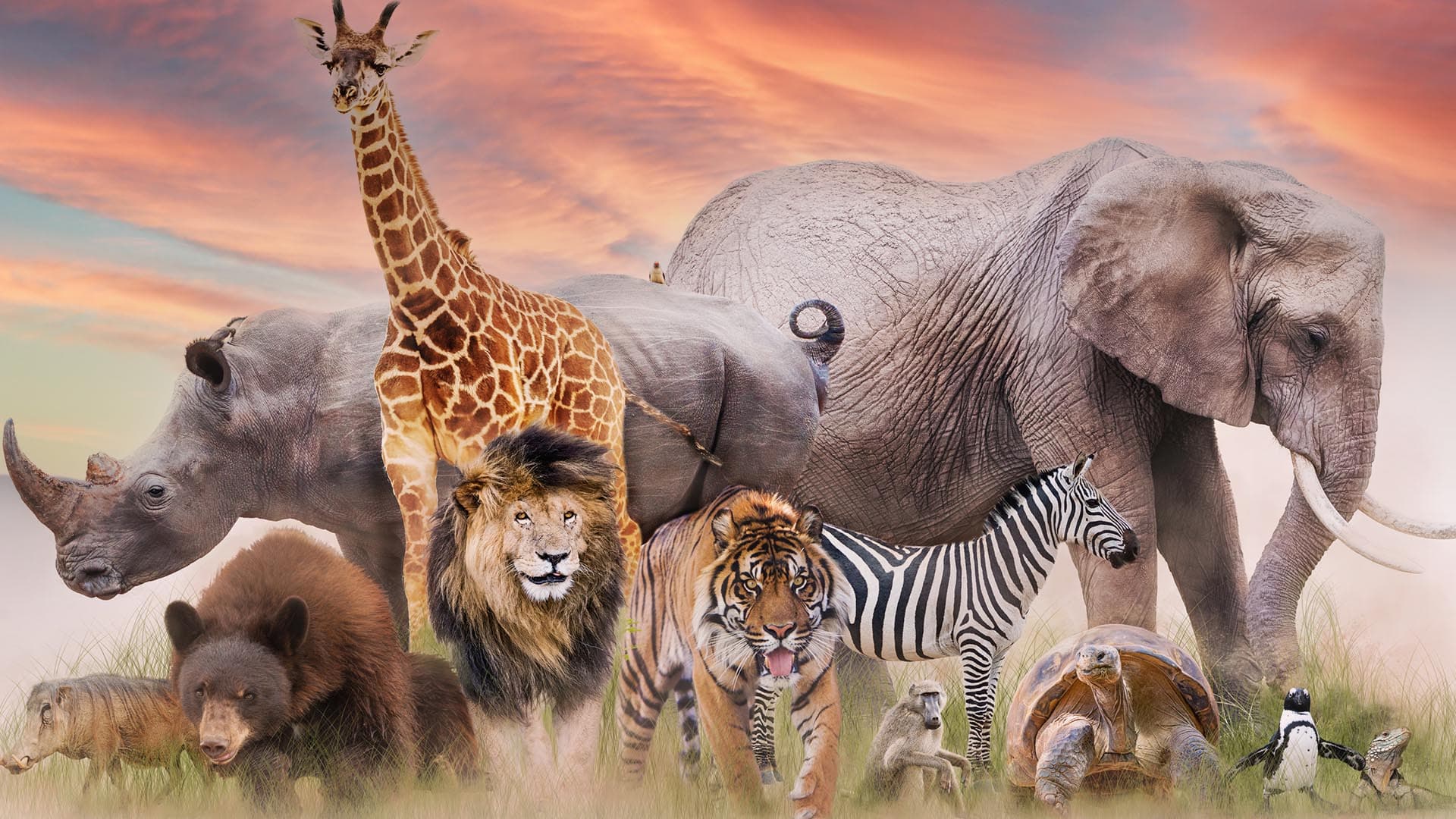 Watch Animal Atlas - Free TV Shows | Tubi