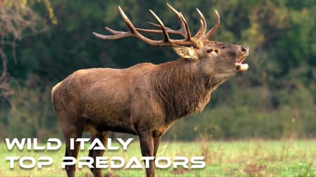 Watch Wild Italy: Top Predators - Free TV Shows | Tubi