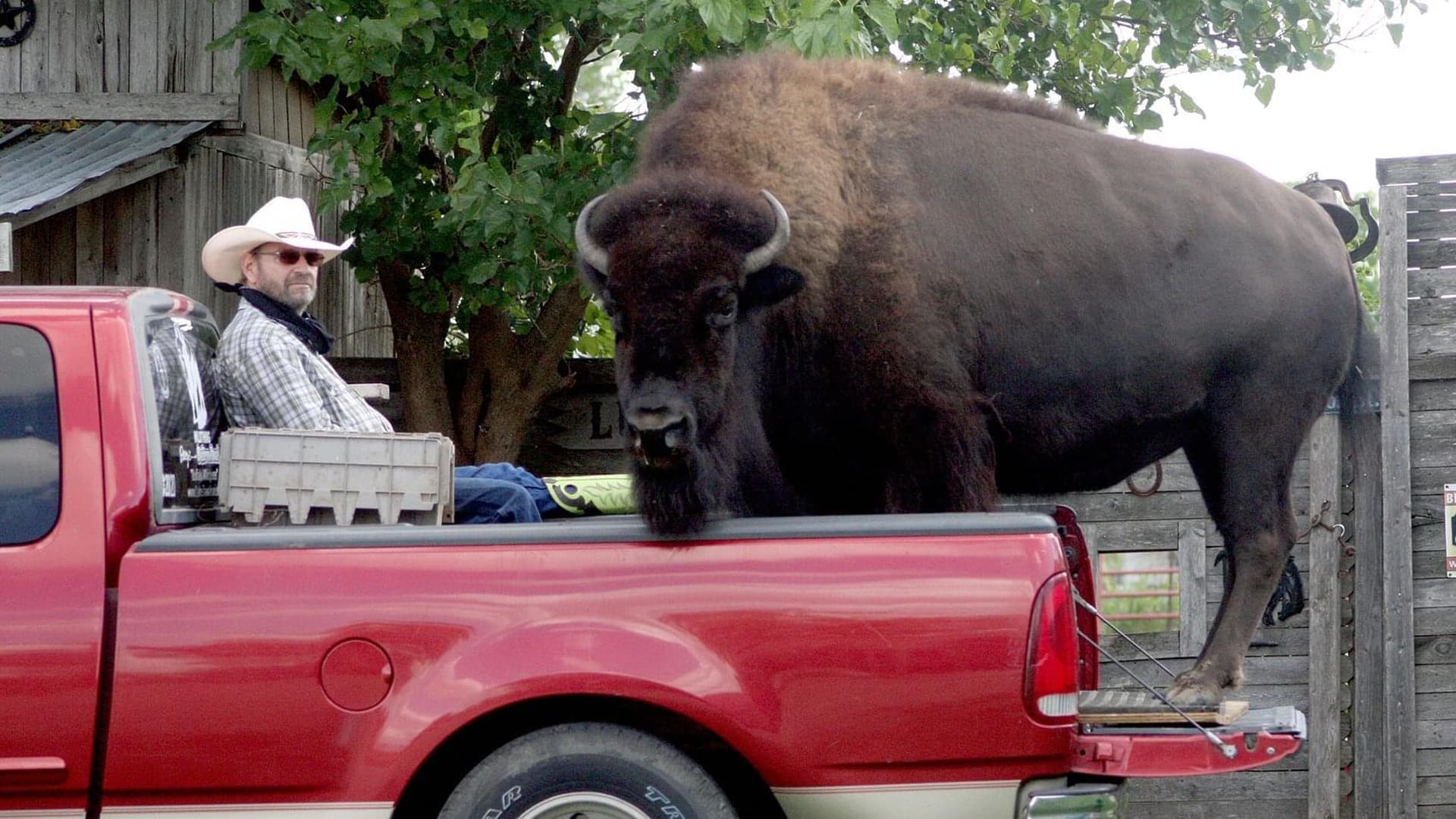 Watch Preposterous Pets - Free TV Shows | Tubi