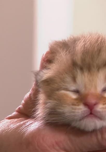 Watch Too Cute! S05:E01 - Kittens and Canines - Free TV Shows | Tubi