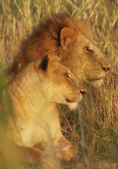 Watch Nomads of the Serengeti S01:E01 - Short Grass Plains - Free TV ...