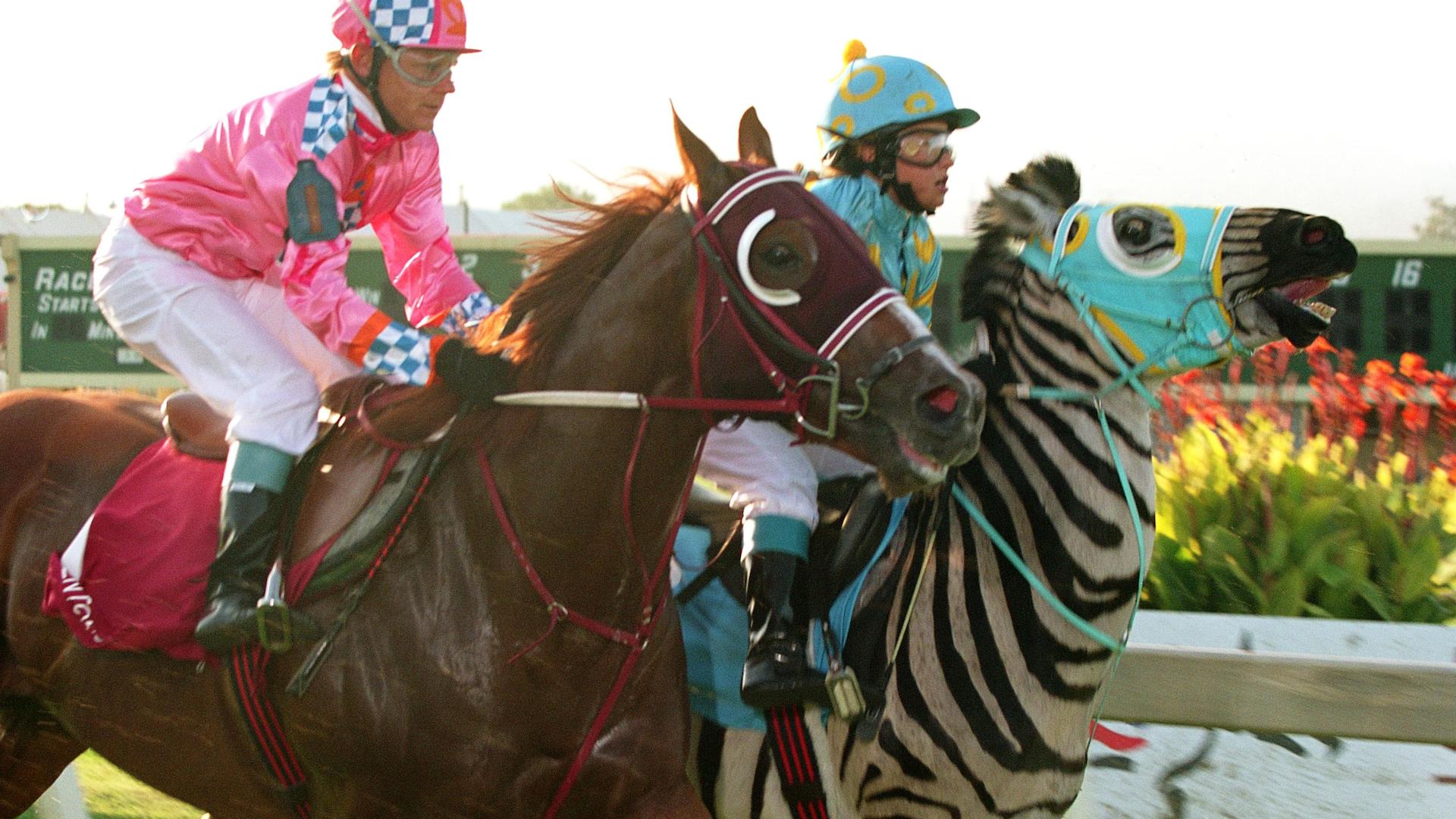 Watch Racing Stripes (2005) - Free Movies | Tubi