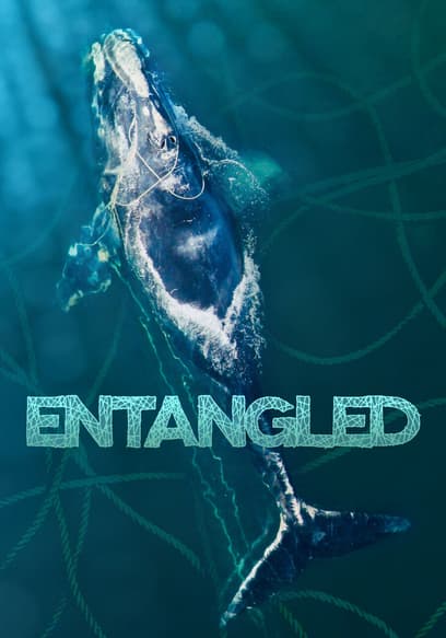 Watch Entangled (2020) - Free Movies | Tubi